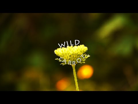 Backyard Survival: Wild Carrot