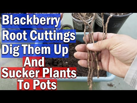 Blackberry Root Cuttings and Sucker Plants – The Texas Gardener