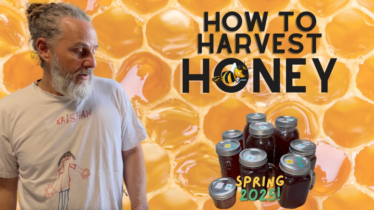 How to Harvest Honey | Step-by-Step Guide for Beginner Beekeepers 🍯🐝 #honey #bee  #beekeeping #bees