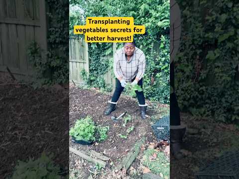 Transplanting Vegetables: The Secret to a Flourishing Garden