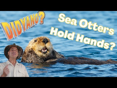 Sea Otter Facts for Kids with some Otter Jokes!