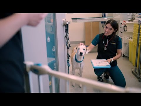 Advance Your Veterinary Career at AMC