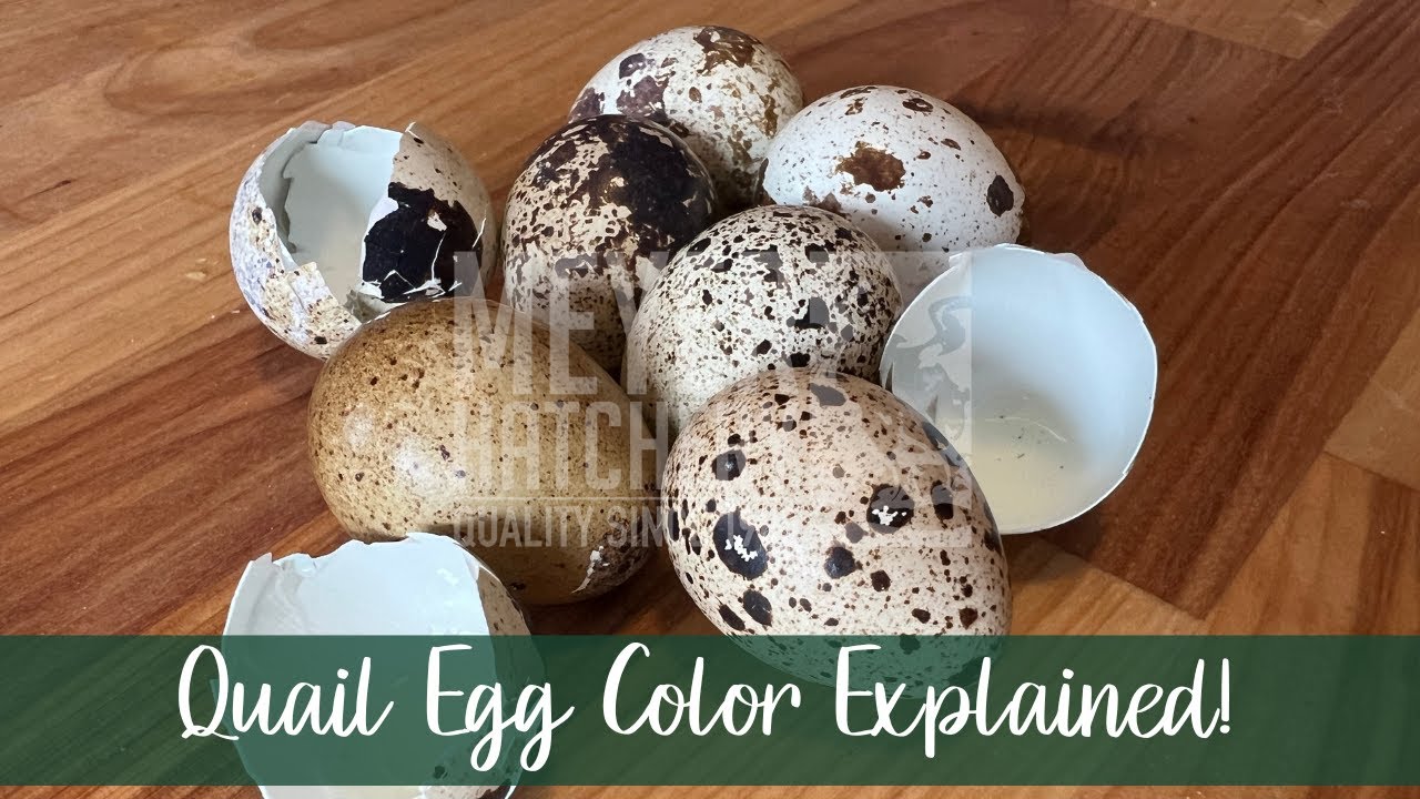Quail Egg Color Explained!