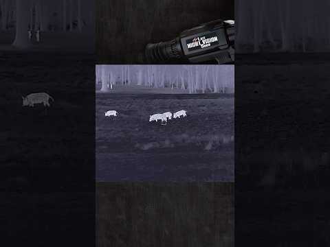 AGM Adder V2 60-1280 Thermal Video! #thermal #thermalimaging #nighthunting