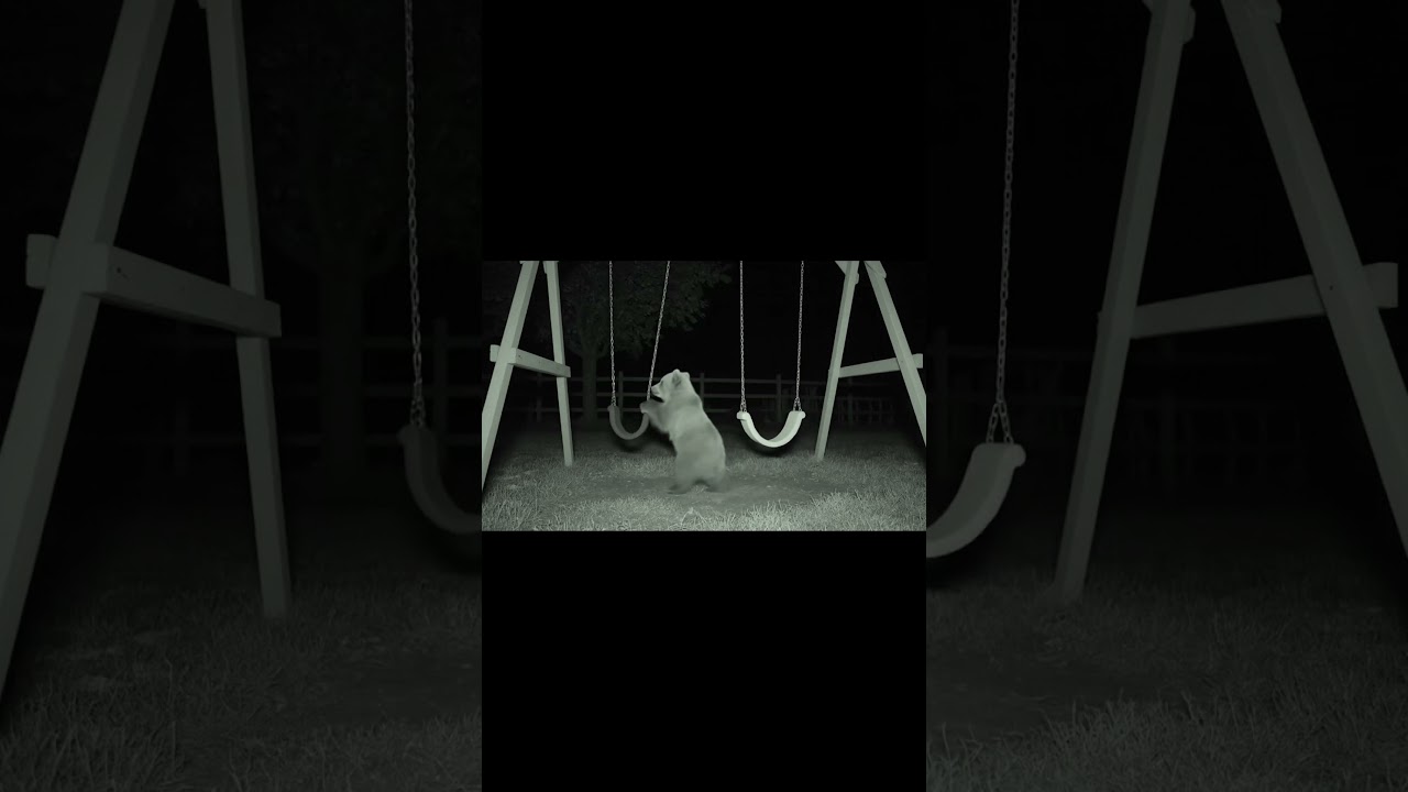 Bear Cub Falls Off Swing Attempt 😂 Backyard Camera Catches All