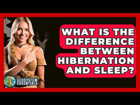 What Is The Difference Between Hibernation And Sleep? - Ecosystem Essentials
