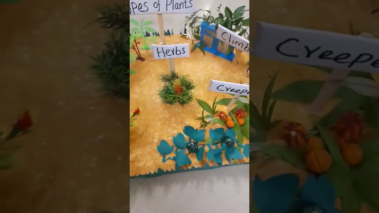 Types of plants Evs project ||school project