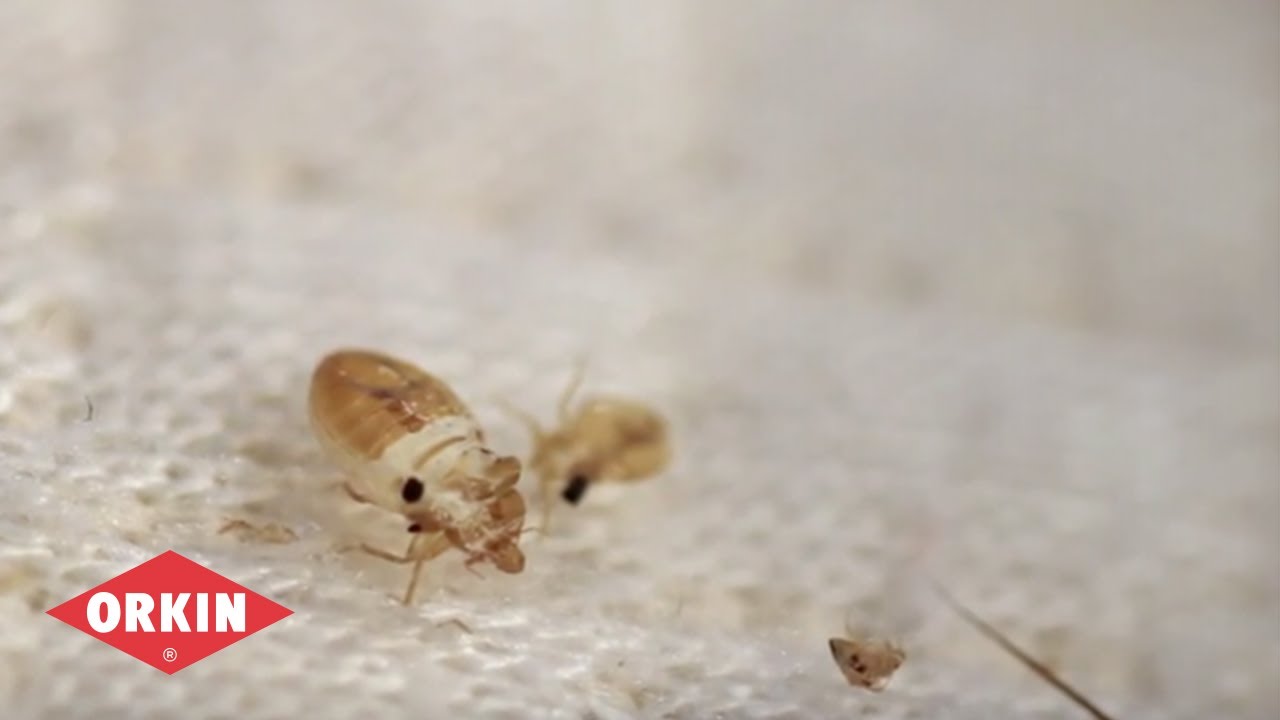 Signs of Bed Bugs: Identification, Bites & Where They Hide | Orkin