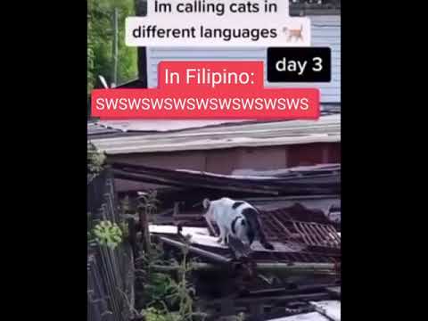 Calling cats in diferrent languages but in filipino it always works