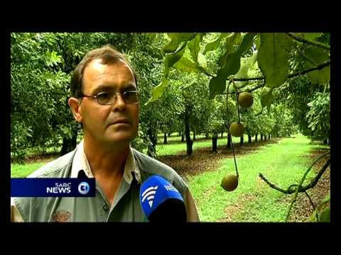 The fruit yield in Limpopo is likely to prove disastrous.