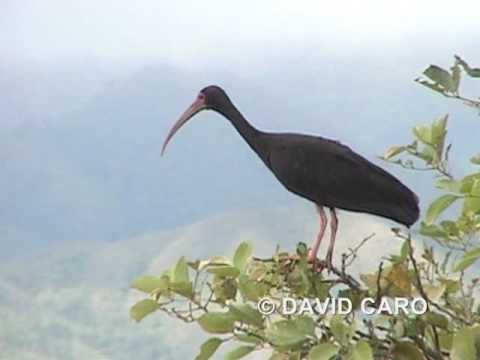 Bare-faced Ibis, Coquito, (Phimosus infuscatus)