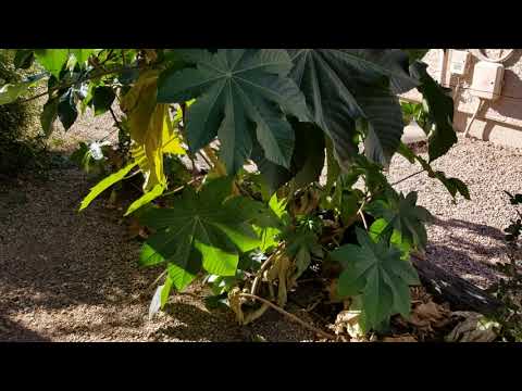 Castor Bean Plant