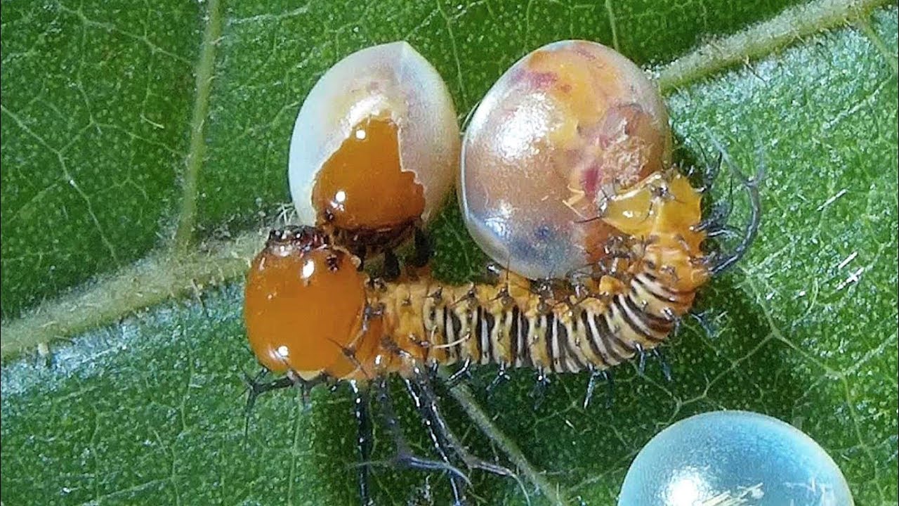 Imperial Moth eggs hatching - close views! (Eacles imperialis)