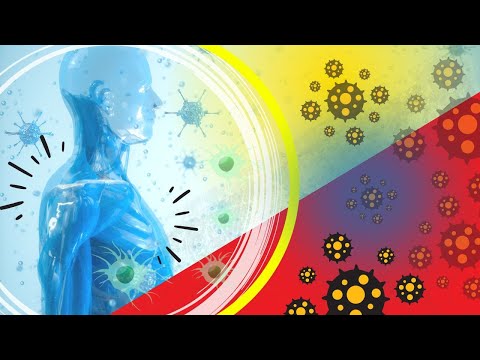 Four Ways Your Immune System Learns to Attack EVERYTHING!