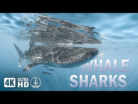 Ocean of Giants: Soothing Power of Graceful Whale Sharks