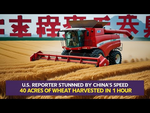 40 Acres Harvested in 1 Hour ! U S Reporter Stunned by China’s Wheat Harvest Speed !