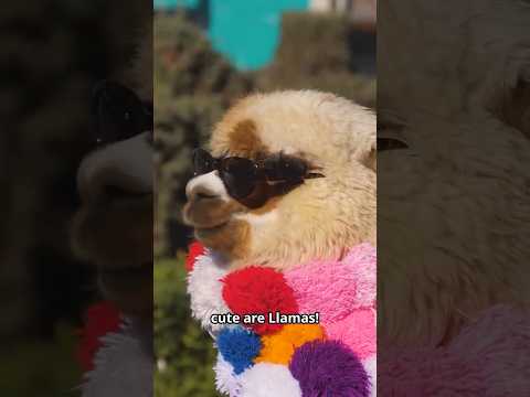 Llama Llamas, The Amazing Farm Guard You Need to Know! #llama #llamas #animalfacts #funfacts