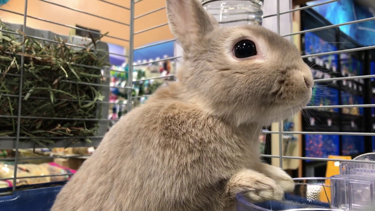 Cute Rabbit from PetSmart