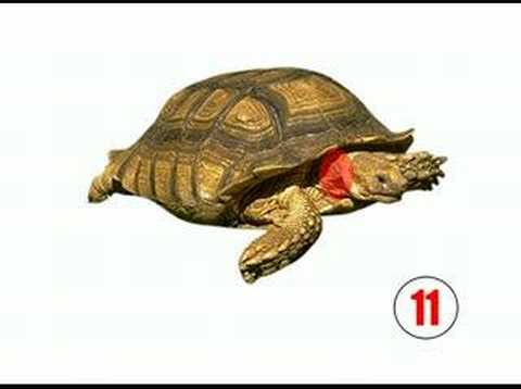 Test your French skills - La tortue