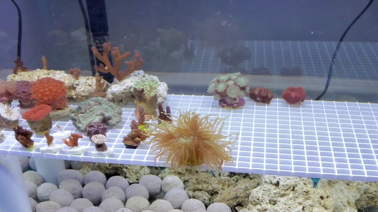 Reefing 19: Zetlight Qmaven II for the Coral QT tank