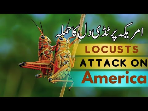 Locusts attack on America in 1875 what happened with Americans when locusts attack Urdu Documentary