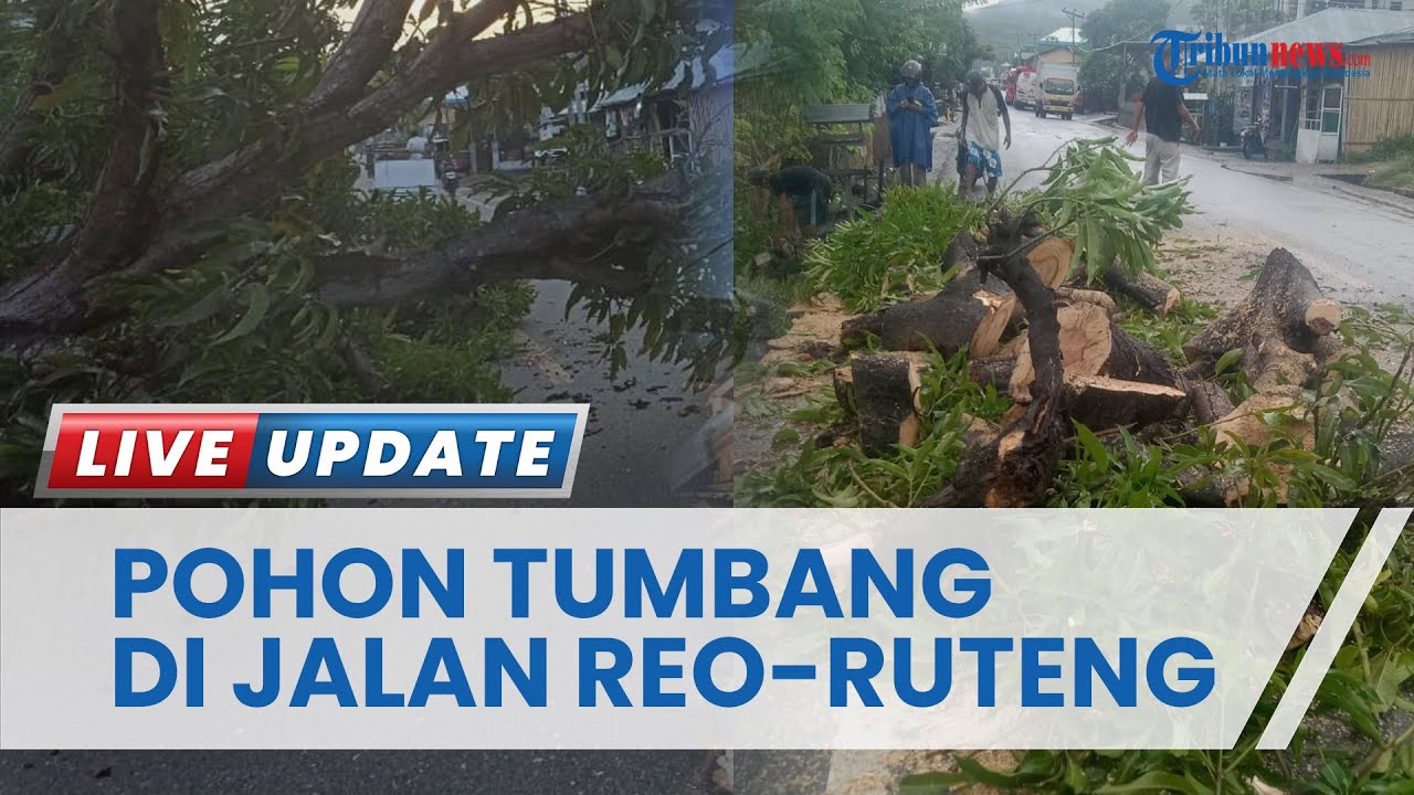 Pohon Besar Tumbang di Reo hingga Halangi Jalan Utama, Diduga Karena ...