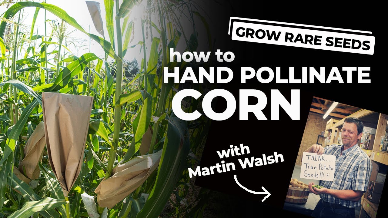 How To Hand Pollinate Corn
