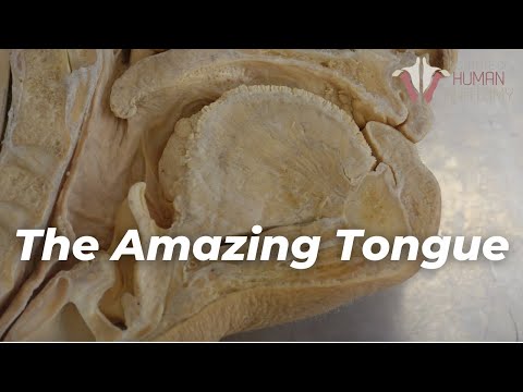 What Kind of Muscle Does Your Tongue Have? | #shorts