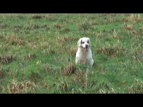 Three dogs