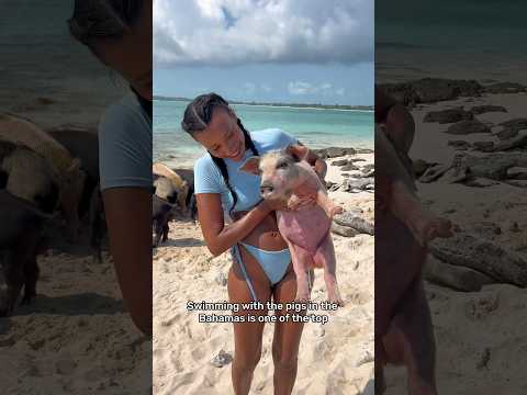 Swimming with the pig Bahamas Bucket list! #swimmingpigs #bahamas #travel #travelvlog #bucketlist