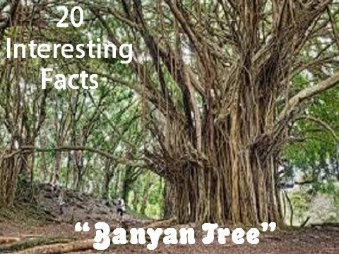 20 Interesting Facts about "Banyan Tree"