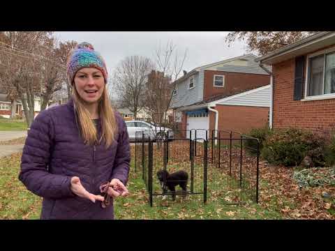 Review of FXW Dog Playpen, 8/16/24/32 Panels Dog Pen Indoor Outdoor 24/32/40-Inch Height Puppy
