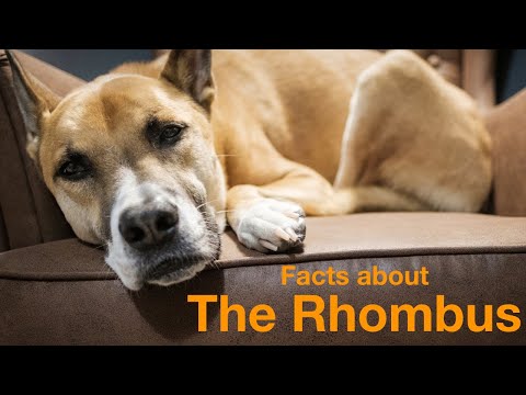 Facts about the Rhombus