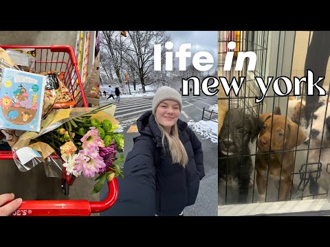 LIFE IN NYC | Snow day in Central Park, volunteering at the animal shelter, Trader Joe's run
