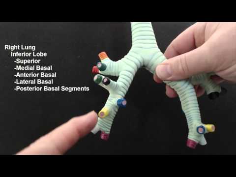 Naming the Segmental Bronchi