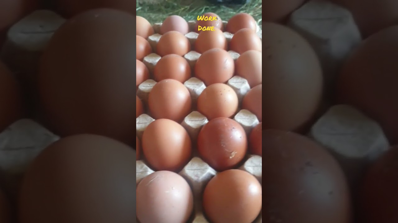 doro erbata @poultryfarminethiopia9613 @sara-ethiopianfood