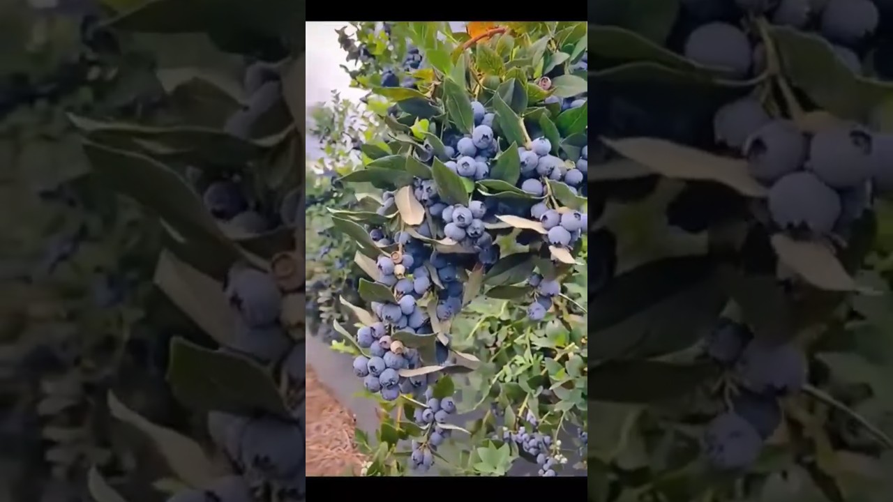 Beautiful Harvest On Blueberry Farm #satisfying #short #fruits #shorts