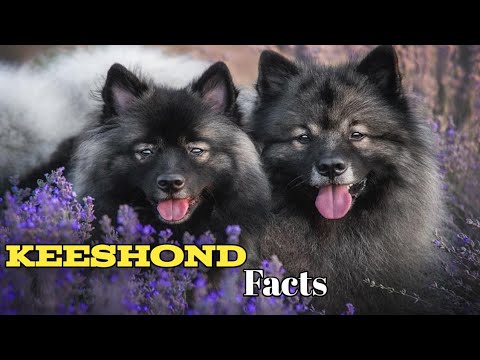Keeshond Dog | 10 Things To Know About The Keeshond