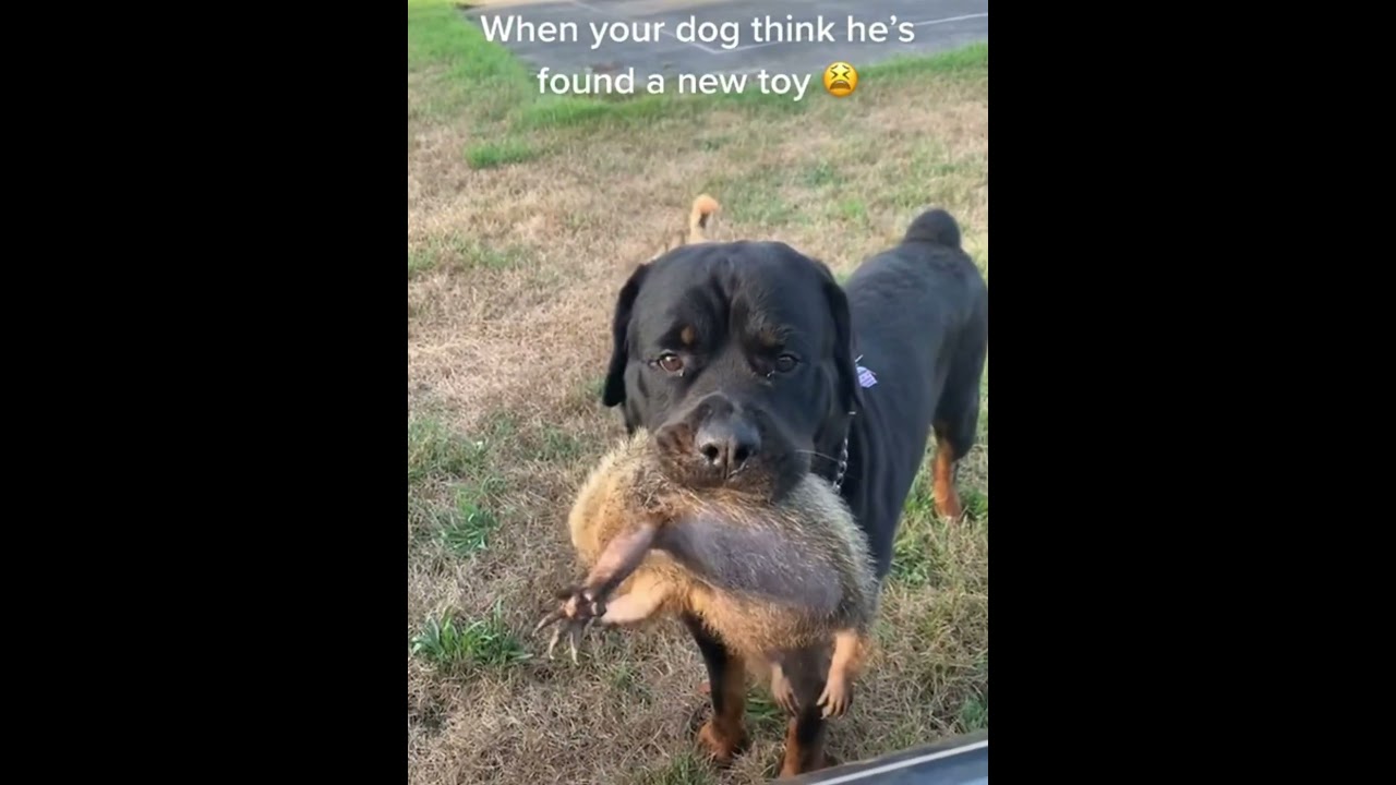 The dog came home with a new friend#funnydog #funnyvideos #funny #dog #foryou #usa🇺🇸 #fyp