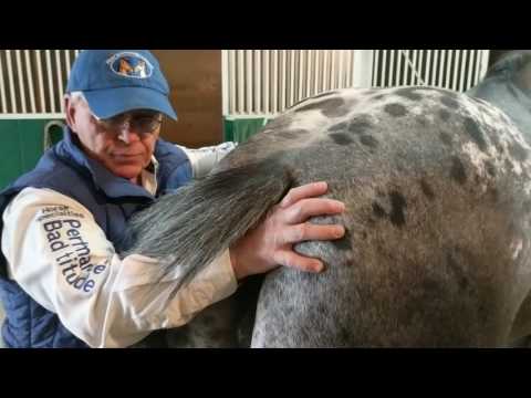 What Is a Dropped Hip in Horses? [Comprehensive Answer] - Nahf.org