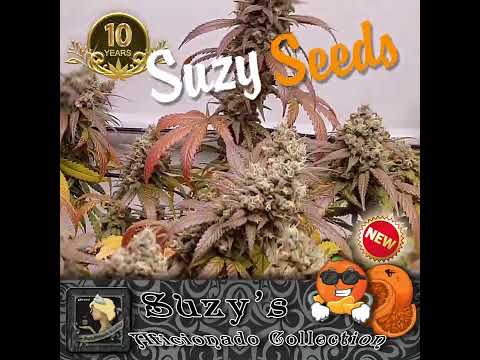 Suzy's Aficionado Collection - Premium Cannabis Seeds