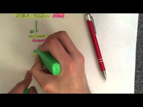 Jądra podstawy – Brodata Medycyna