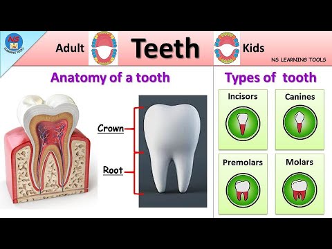 Tooth Anatomy | Types of Teeth and Their Functions | Incisors, canines, premolars & molars | Teeth