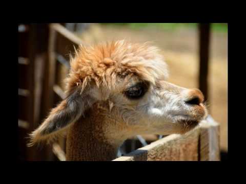 Llama Facts Interesting Facts about Llama Facts about Llama