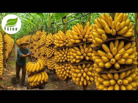 How Farmers Harvest Millions of Bananas per Hour โ Using Cable Systems on Modern Farms