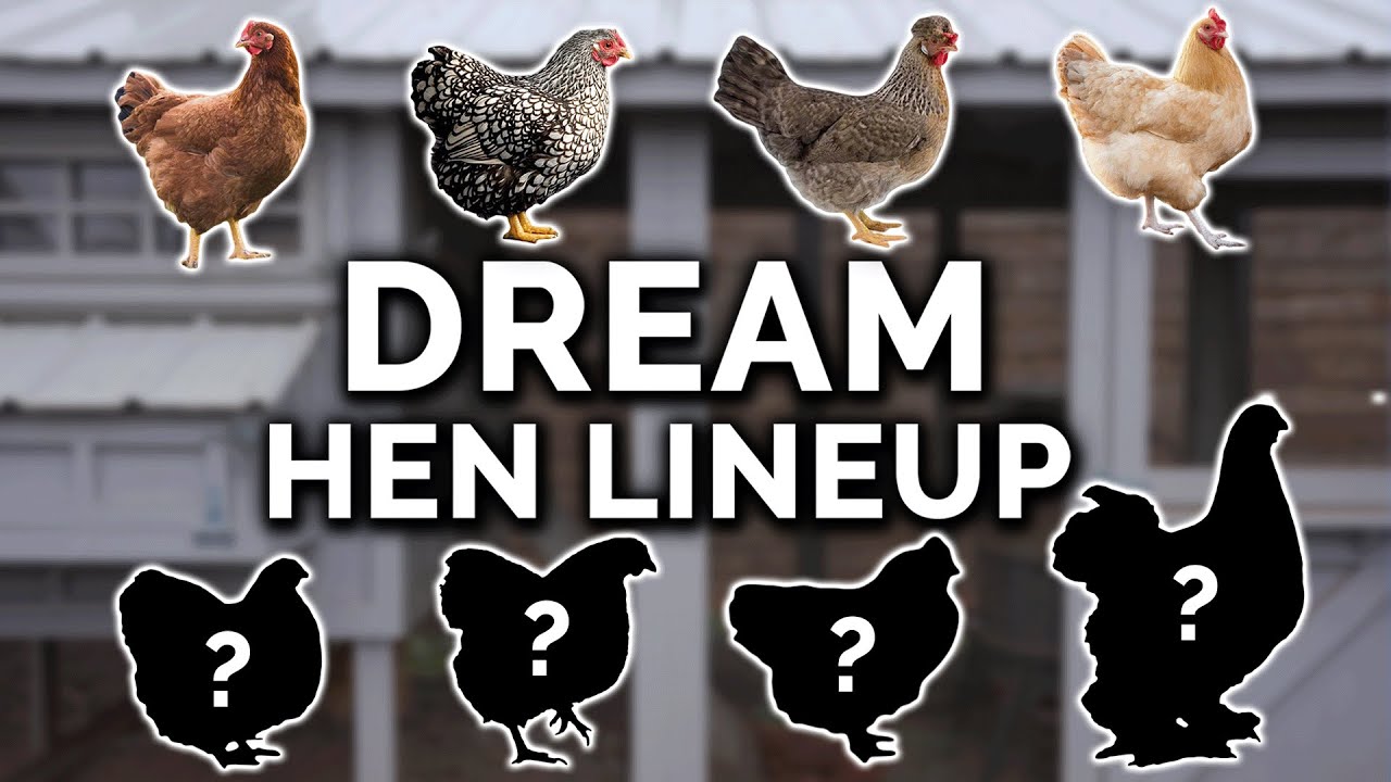 Best Chicken Breeds For Beginners (And My Flock Expansion!)