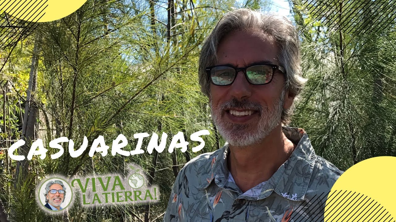 Casuarinas
