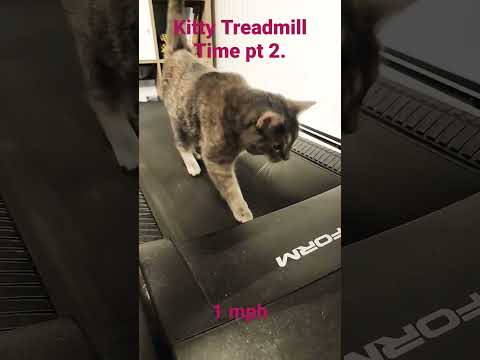 Can she walk 500 miles? #cats