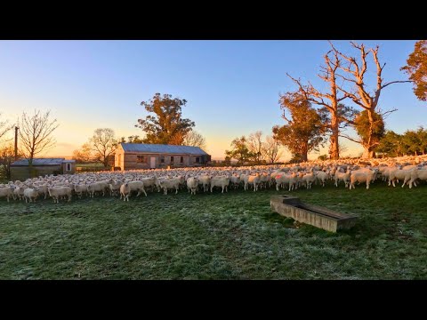 Mustering and Trucking| Ewes to Lease Block for the Winter