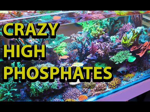 Crazy High Phosphate In Our Reef Tank \\ How High Is Too High ?
